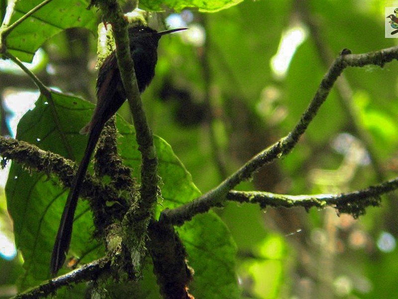 Scissor-tailed Hummingbird - eBird