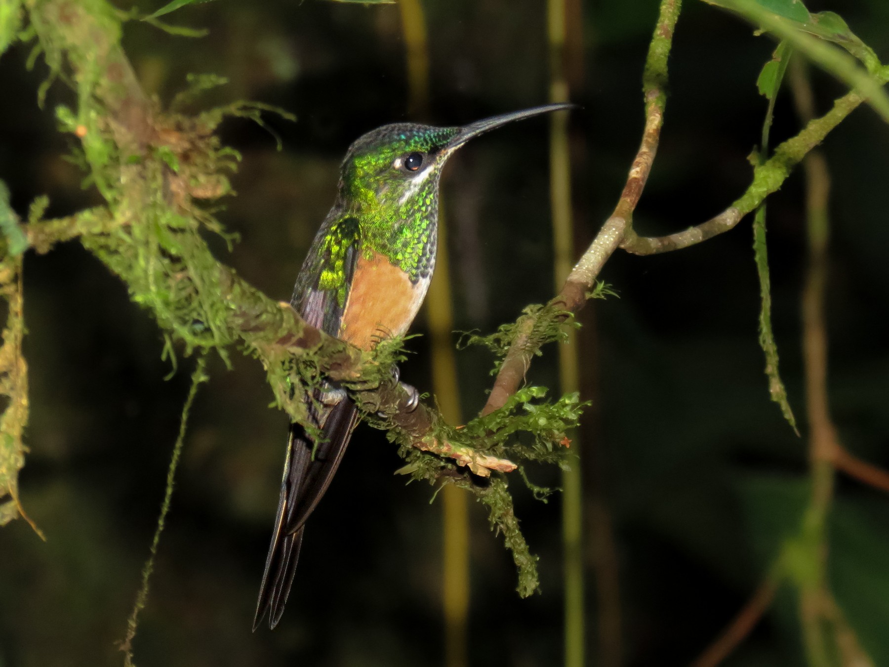 Scissor-tailed Hummingbird - eBird