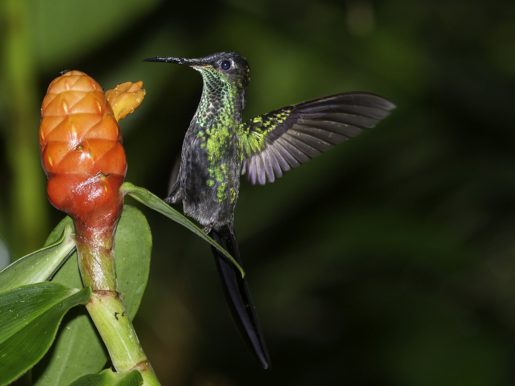 Scissor-tailed Hummingbird - eBird