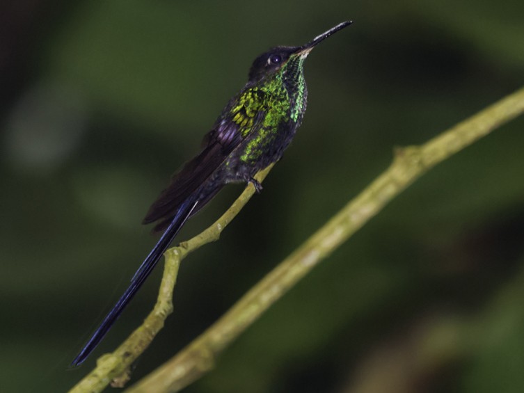 Scissor-tailed Hummingbird - eBird