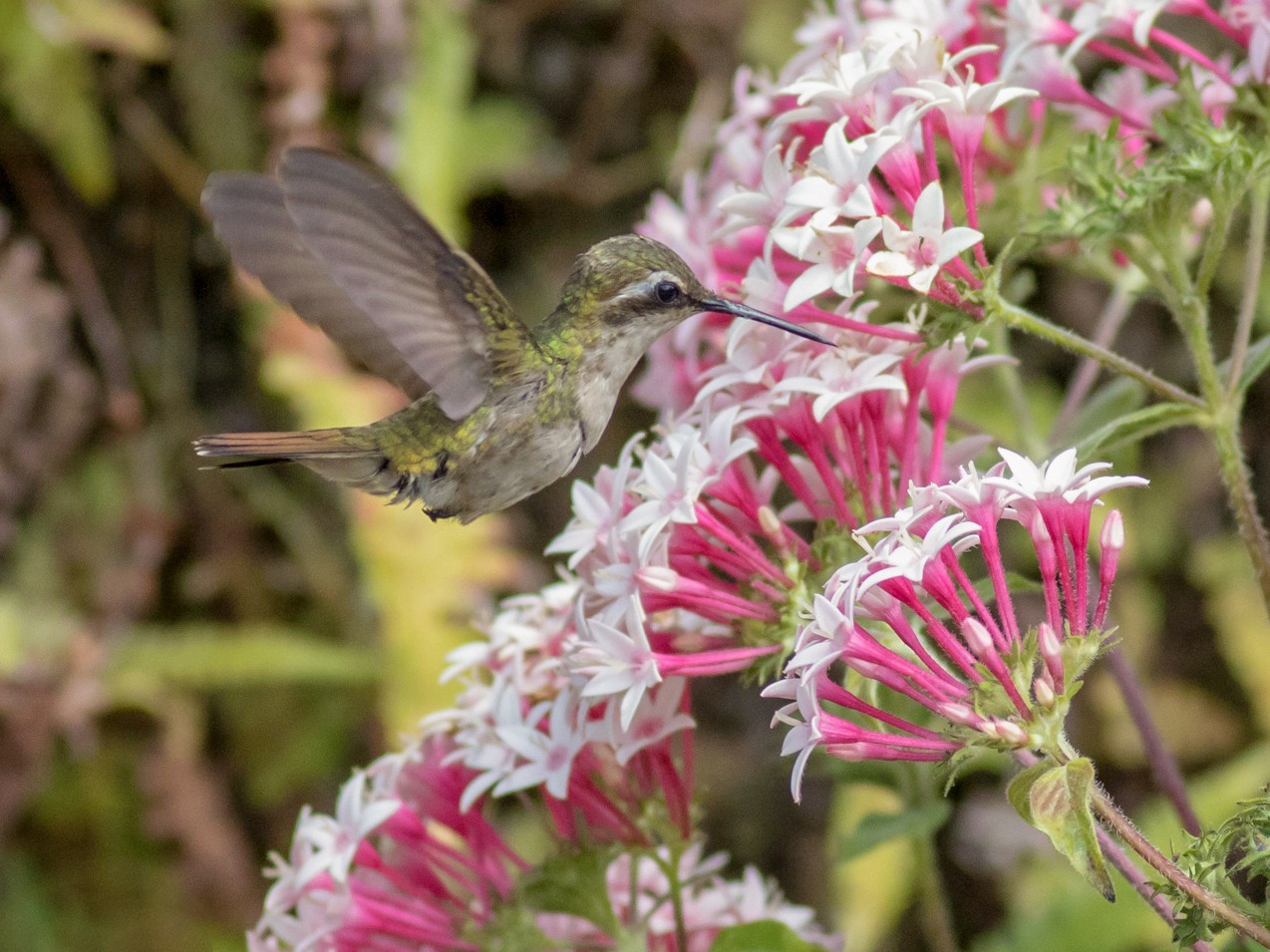 Coppery Emerald - eBird