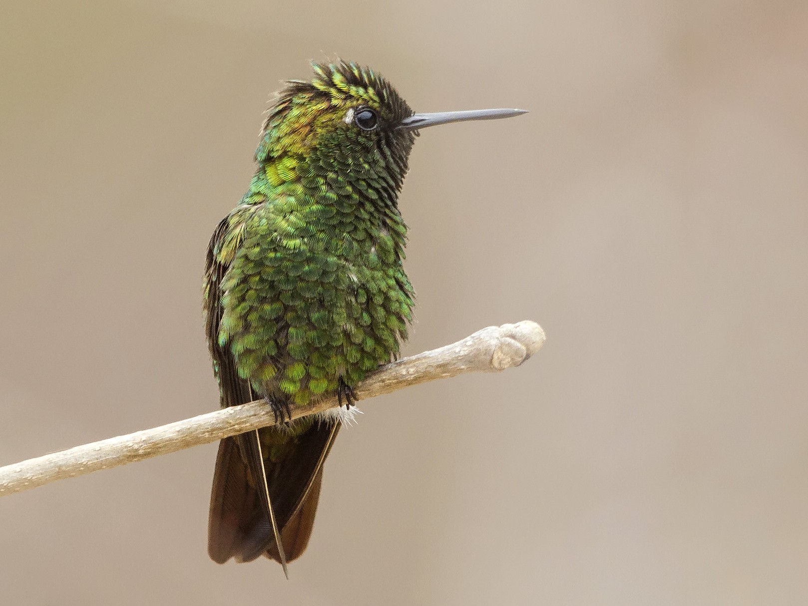 Coppery Emerald - eBird