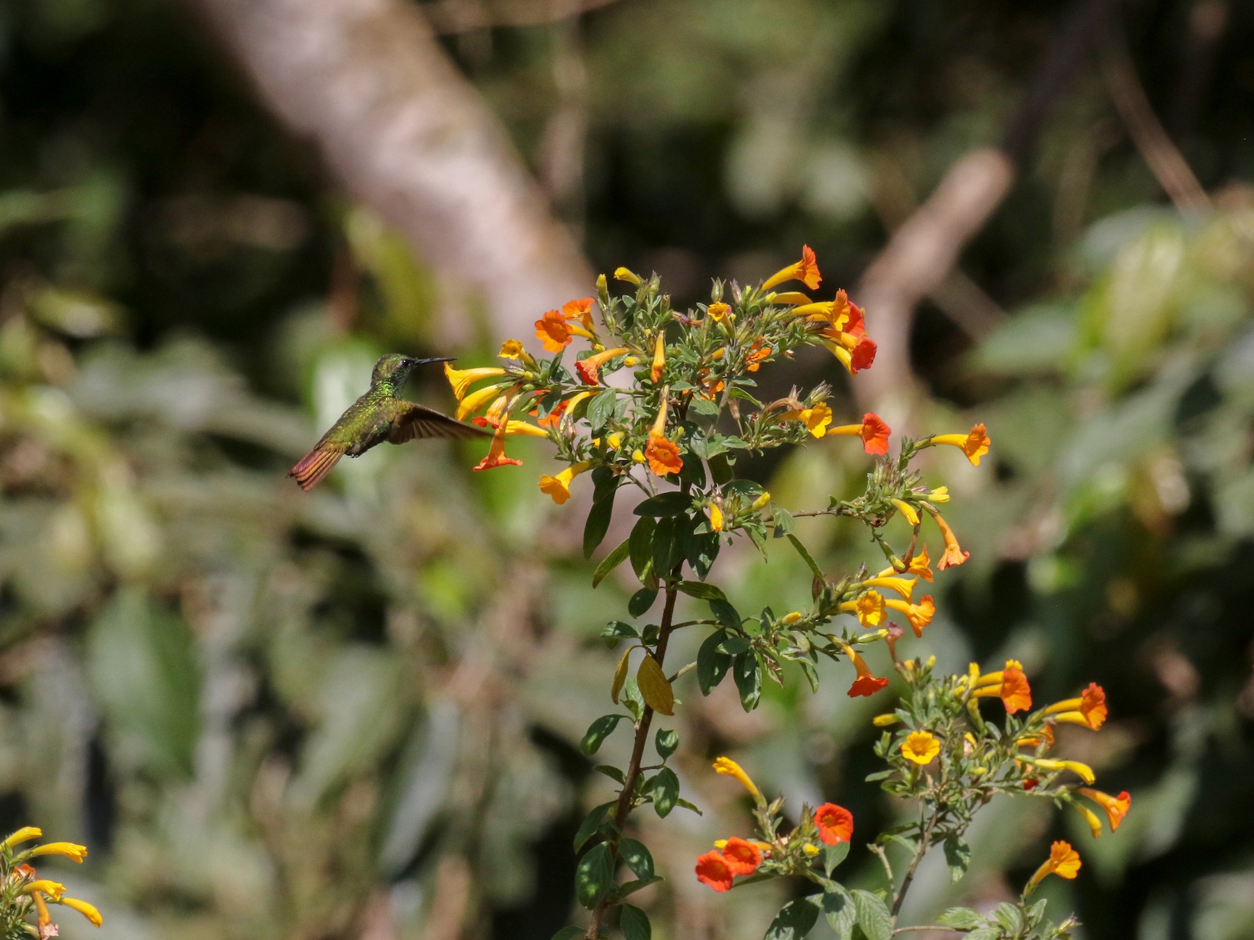 Coppery Emerald - eBird