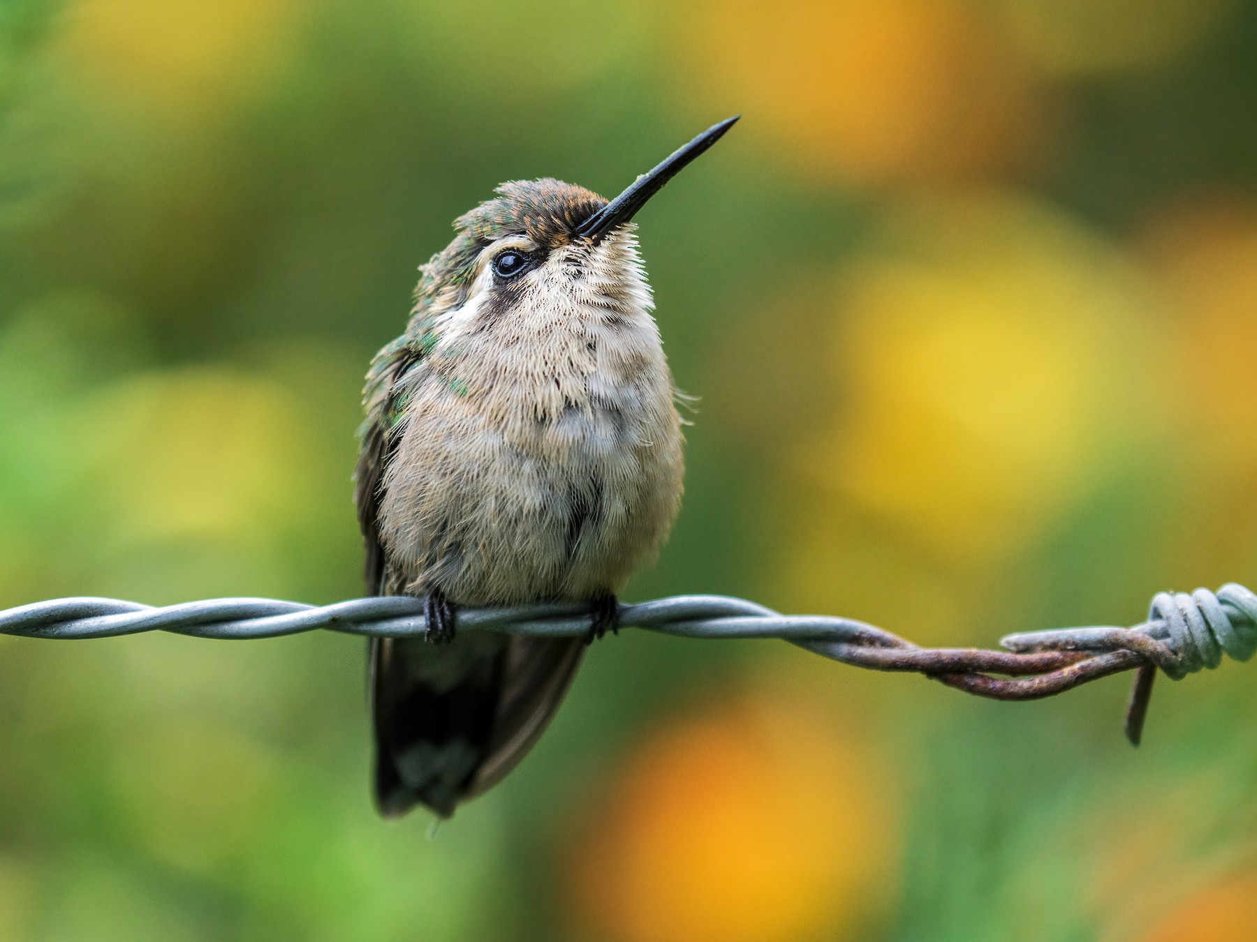Coppery Emerald - eBird