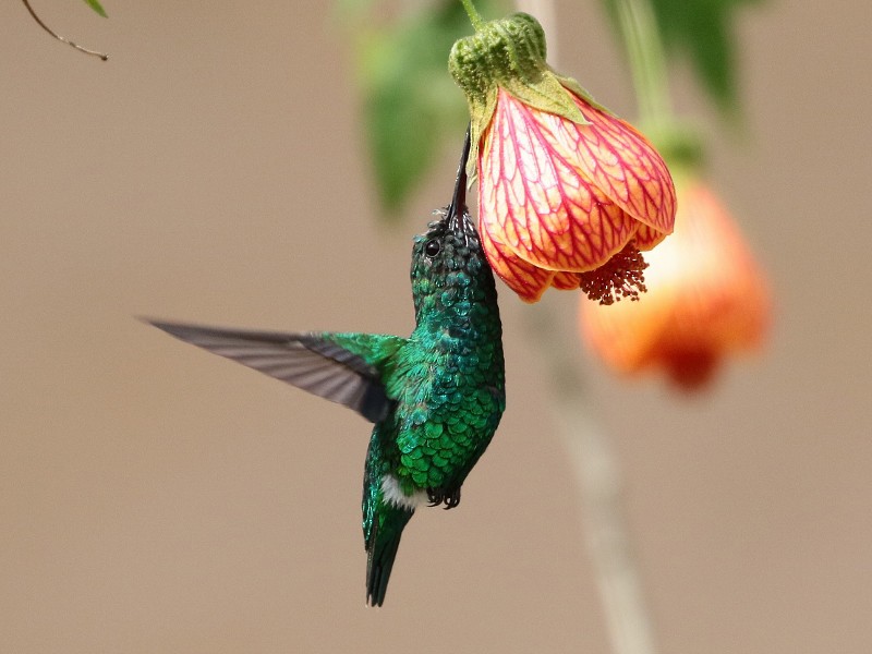 Narrow-tailed Emerald - eBird