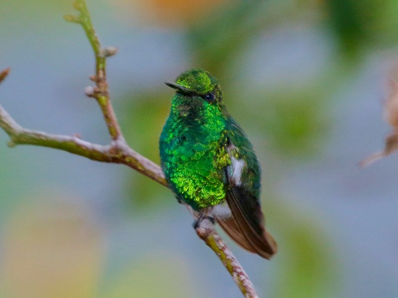 Narrow-tailed Emerald - eBird