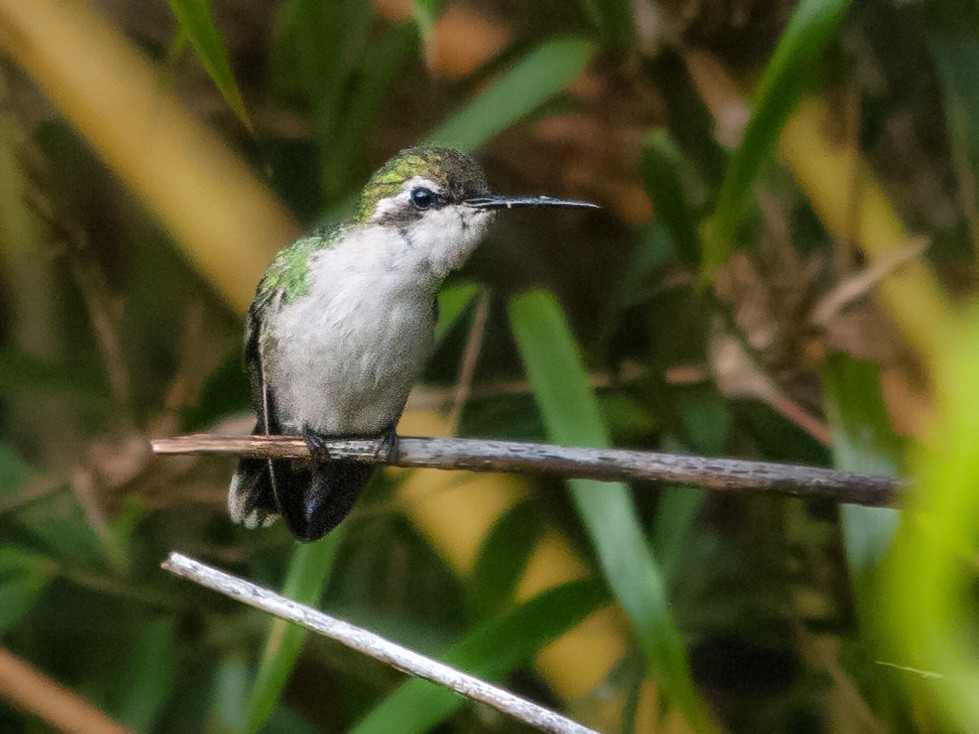 Narrow-tailed Emerald - eBird
