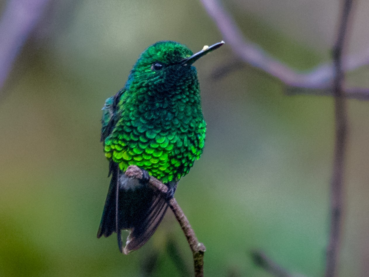 Narrow-tailed Emerald - eBird