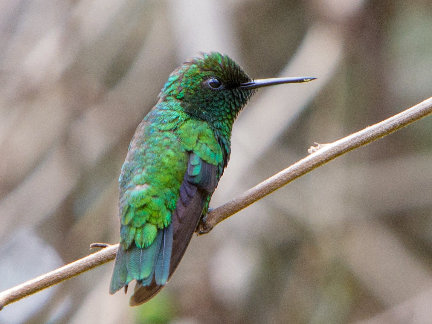 Green-tailed Emerald - eBird