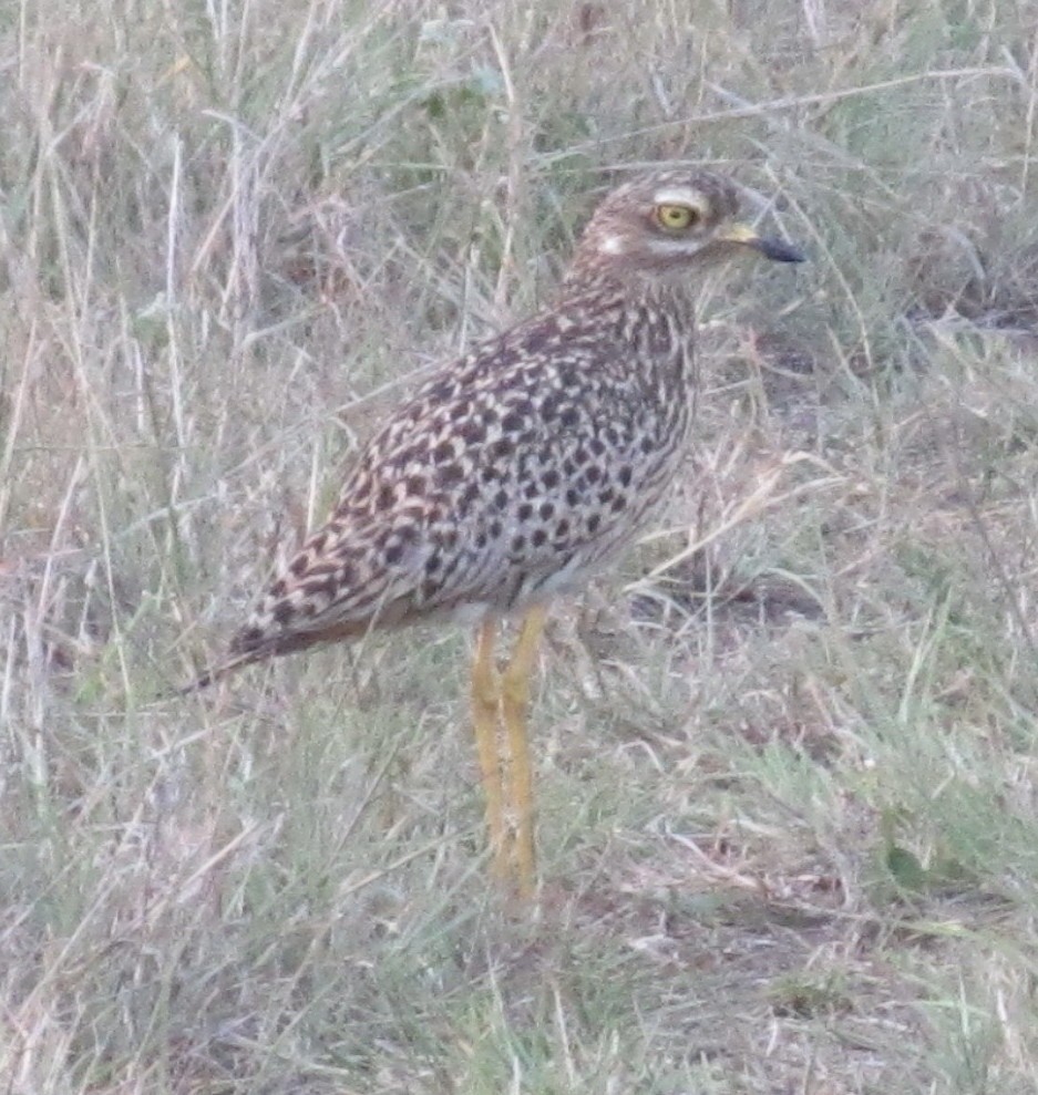 eBird Checklist - 26 Nov 2013 - Phinda GR - 73 species