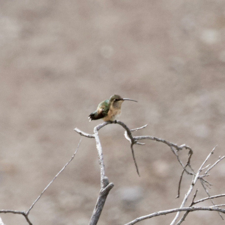 eBird Checklist - 30 May 2020 - Box Canyon - 12 species