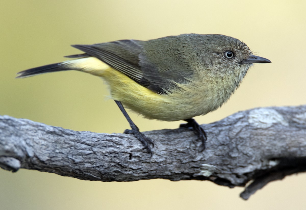 Buff-rumped Thornbill - Acanthiza reguloides - Media Search - Macaulay ...