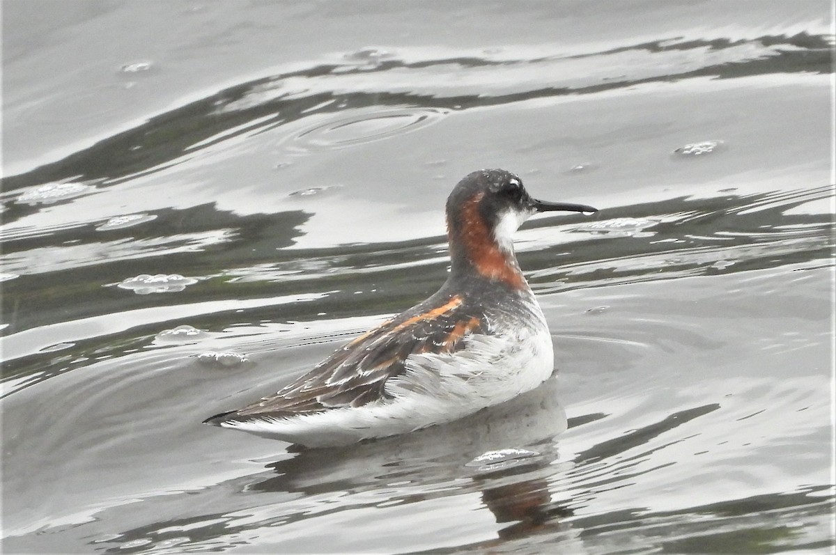 eBird Checklist - 31 May 2020 - Chase lagoon and VLA flats - 18 species