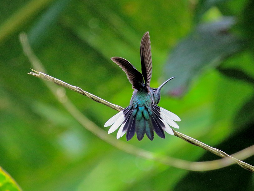 Colibrí Coliblanco - eBird