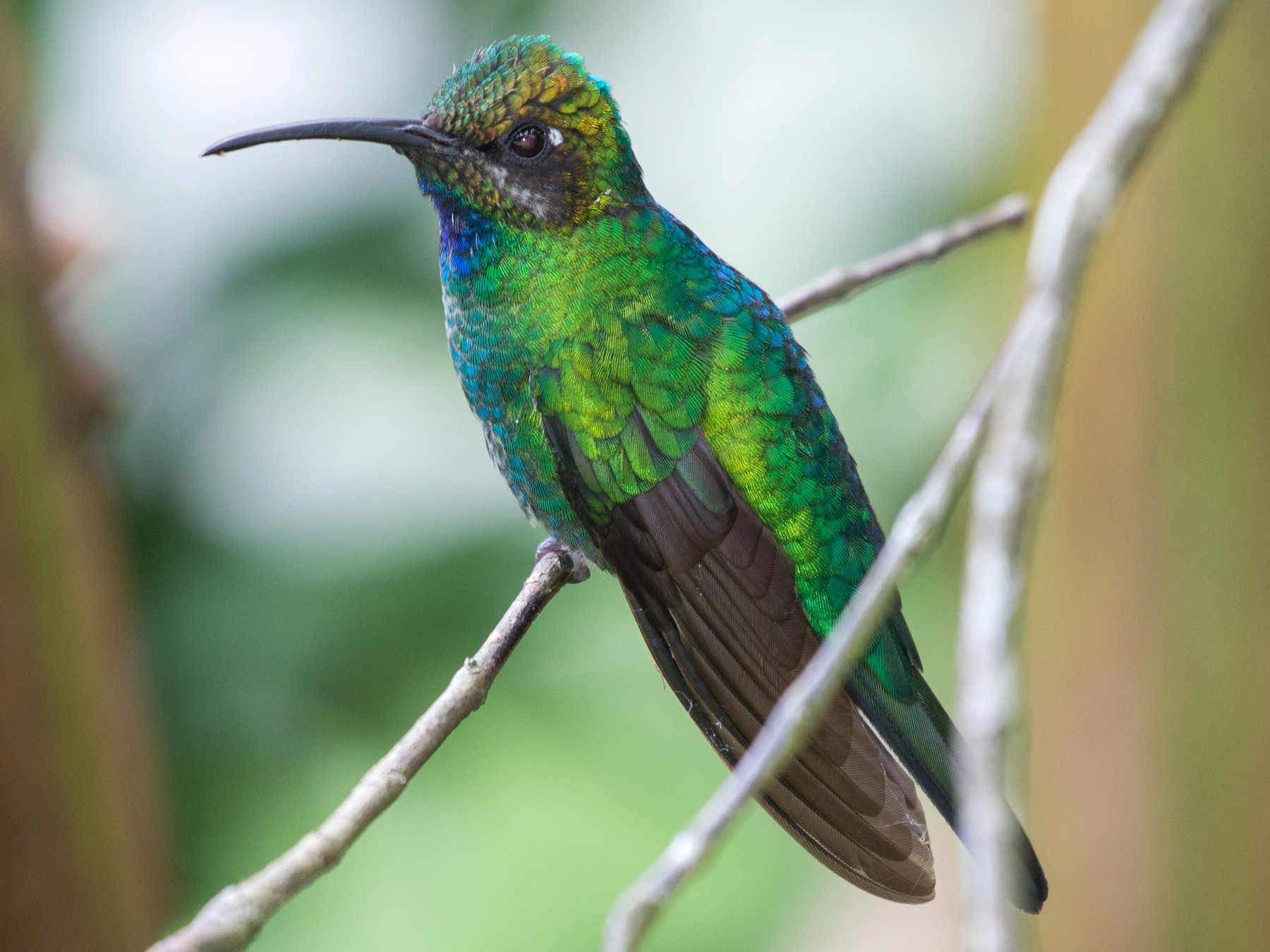 White-tailed Sabrewing - eBird