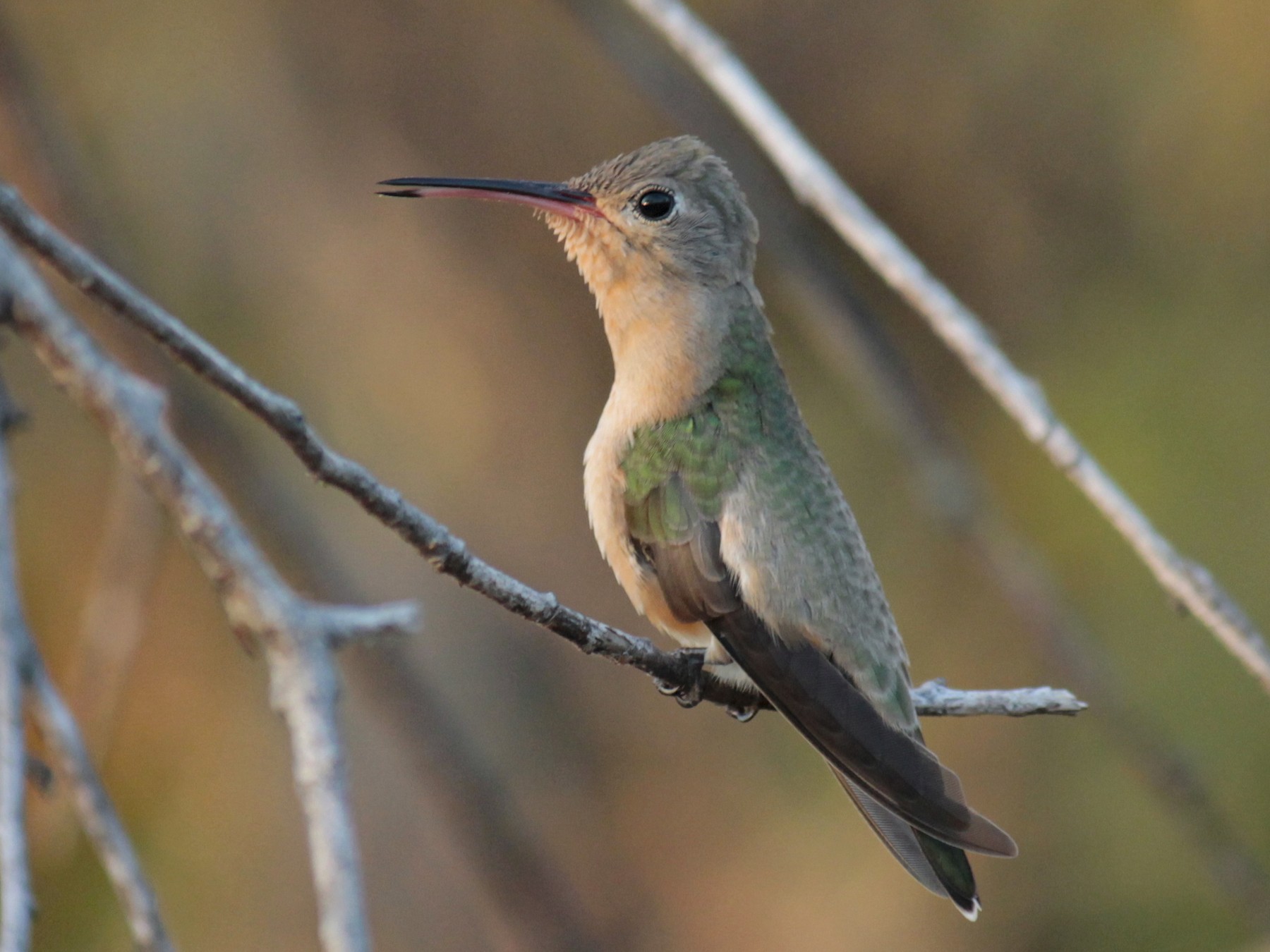 Buffy Hummingbird - eBird