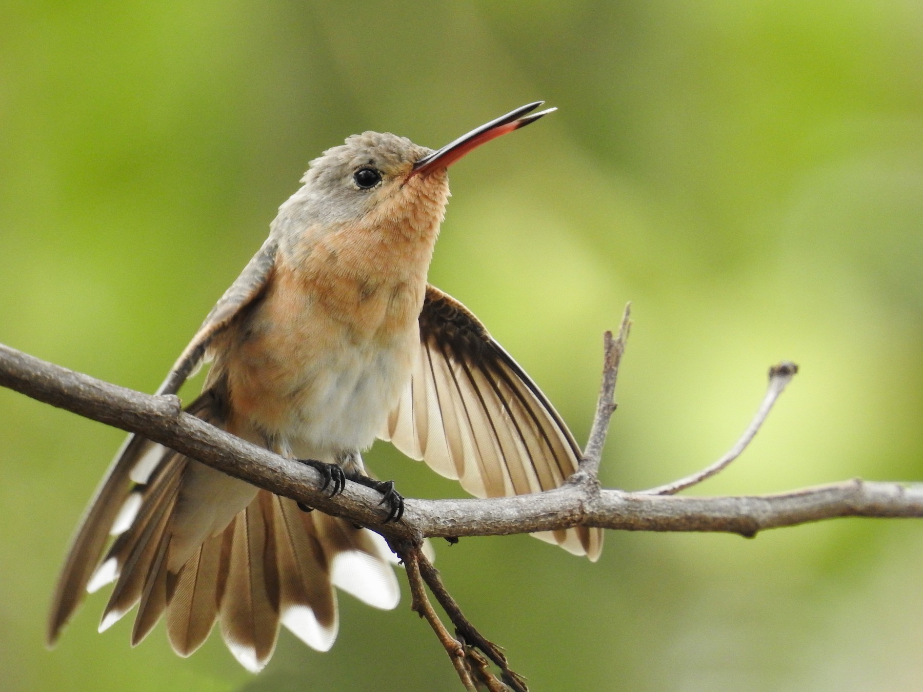 Buffy Hummingbird - eBird