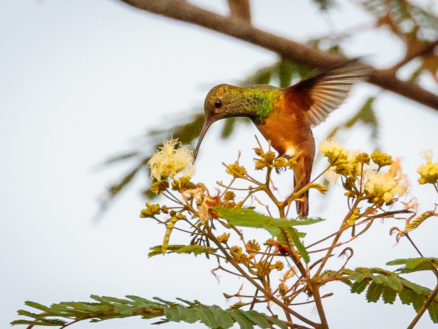 Chestnut-bellied Hummingbird - eBird