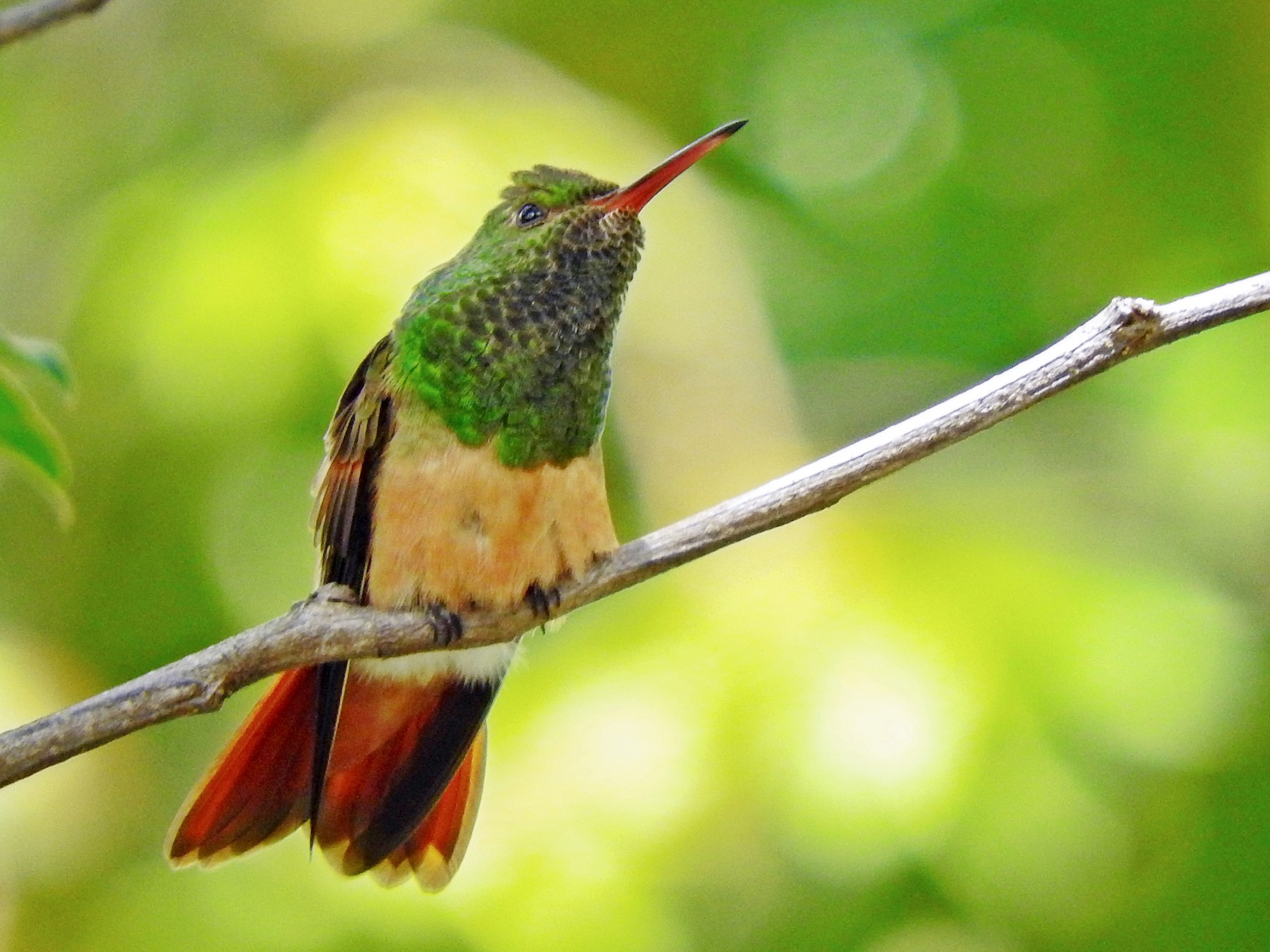 Chestnut-bellied Hummingbird - eBird