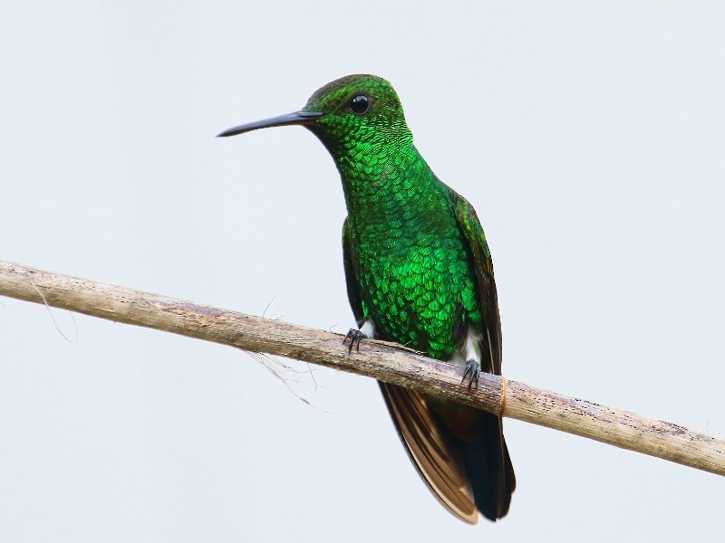 Copper-rumped Hummingbird - eBird