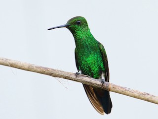 Copper-rumped Hummingbird - eBird