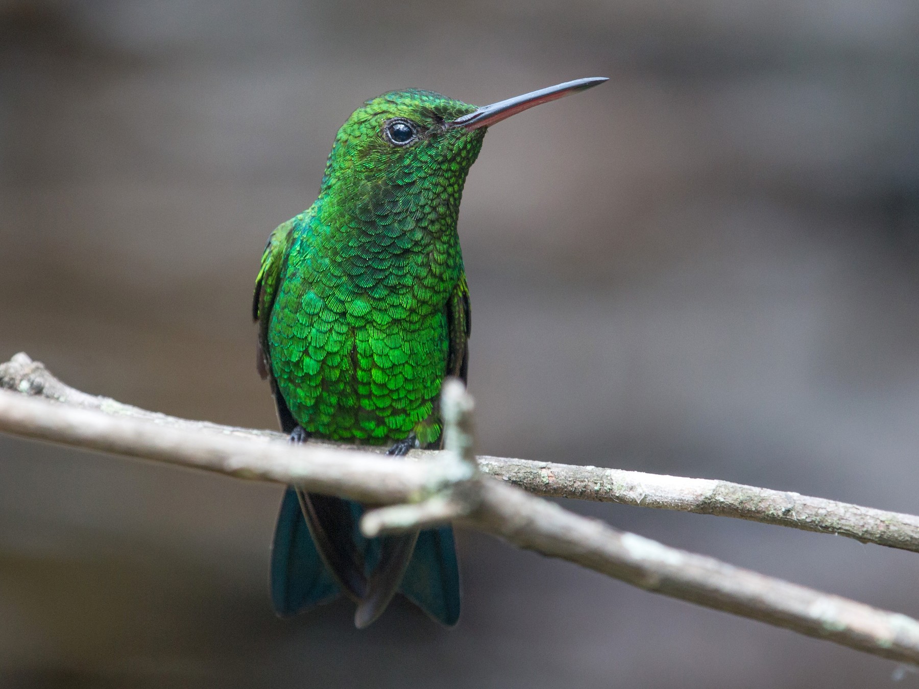 Copper-rumped Hummingbird - eBird
