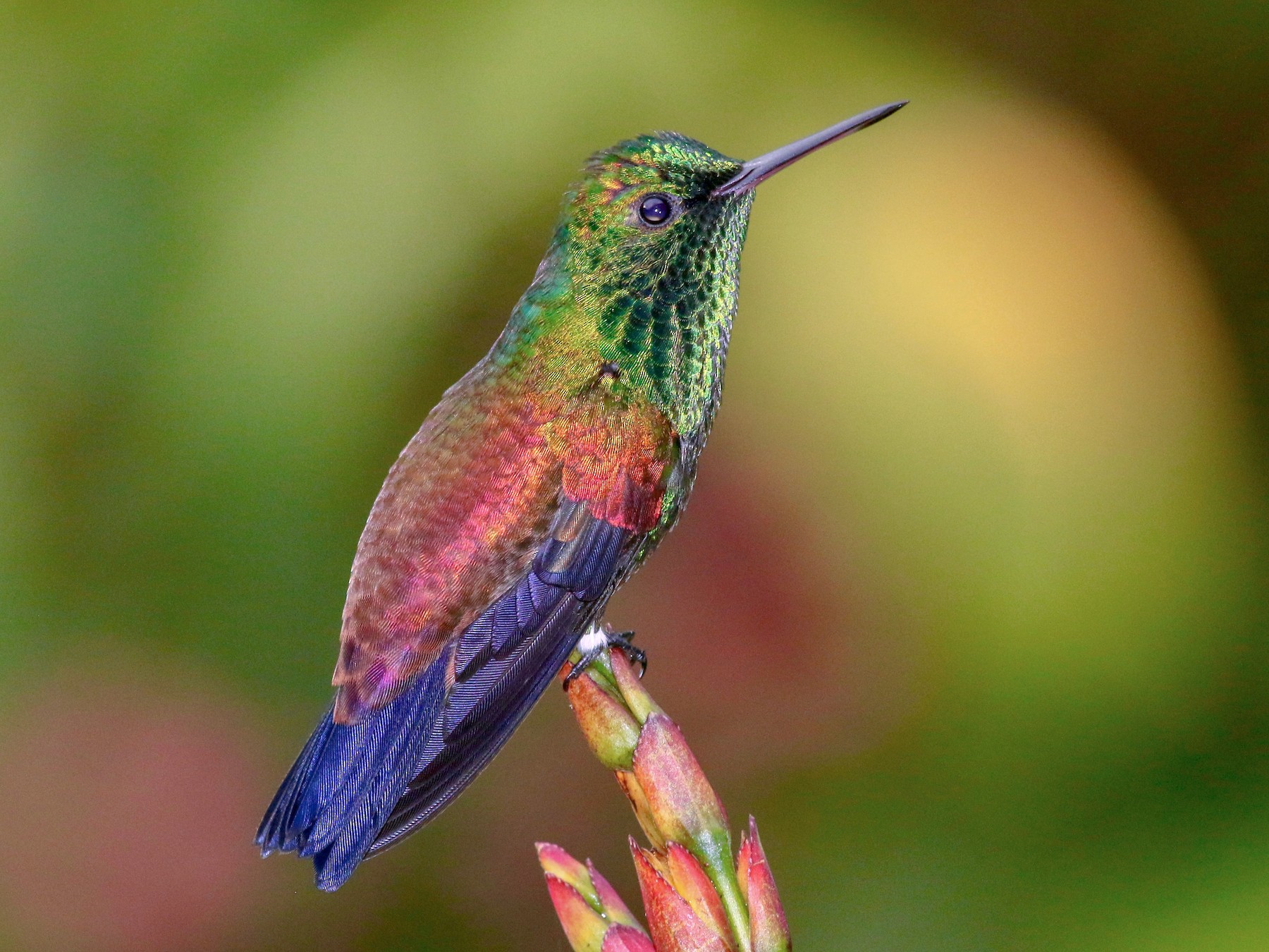 Copper-rumped Hummingbird - eBird