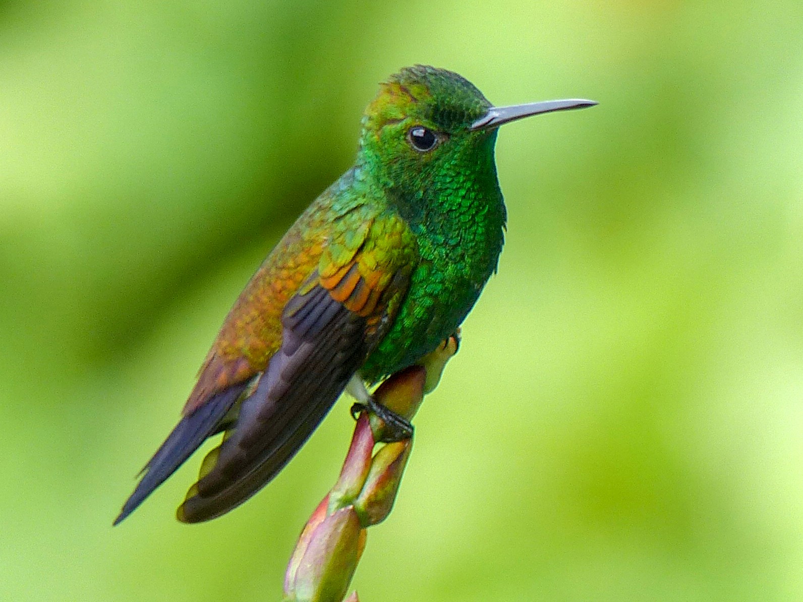 Copper-rumped Hummingbird - eBird