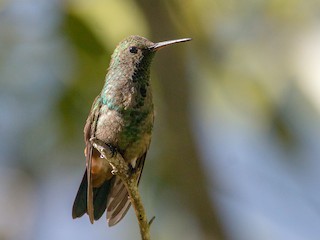 Copper-rumped Hummingbird - eBird