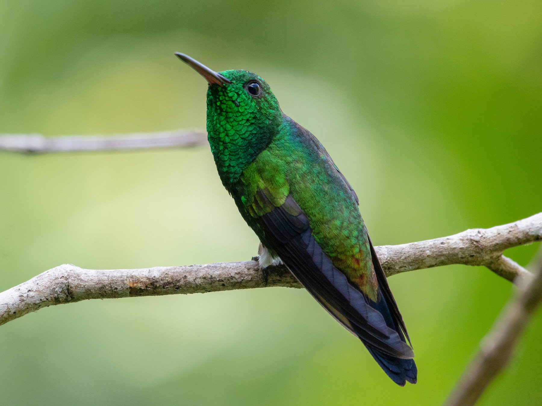 Copper-rumped Hummingbird - eBird