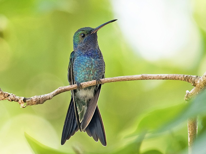 Colibrí Ventrizafiro - eBird