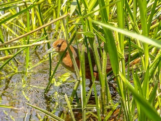 Rusty-flanked Crake - eBird
