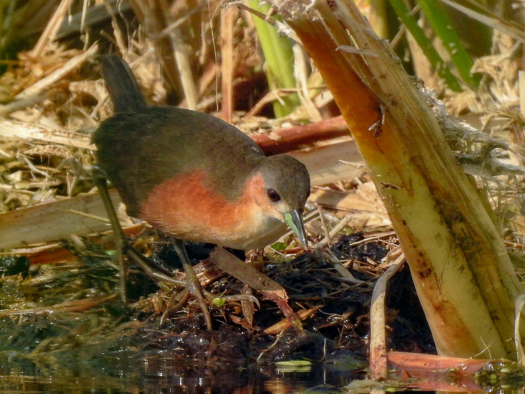 Rusty-flanked Crake - eBird