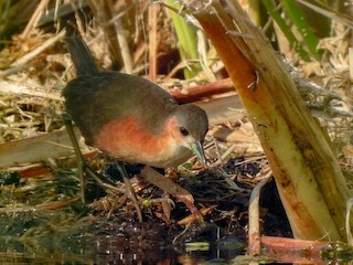 Rusty-flanked Crake - eBird