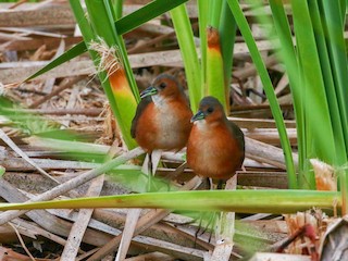Rusty-flanked Crake - eBird