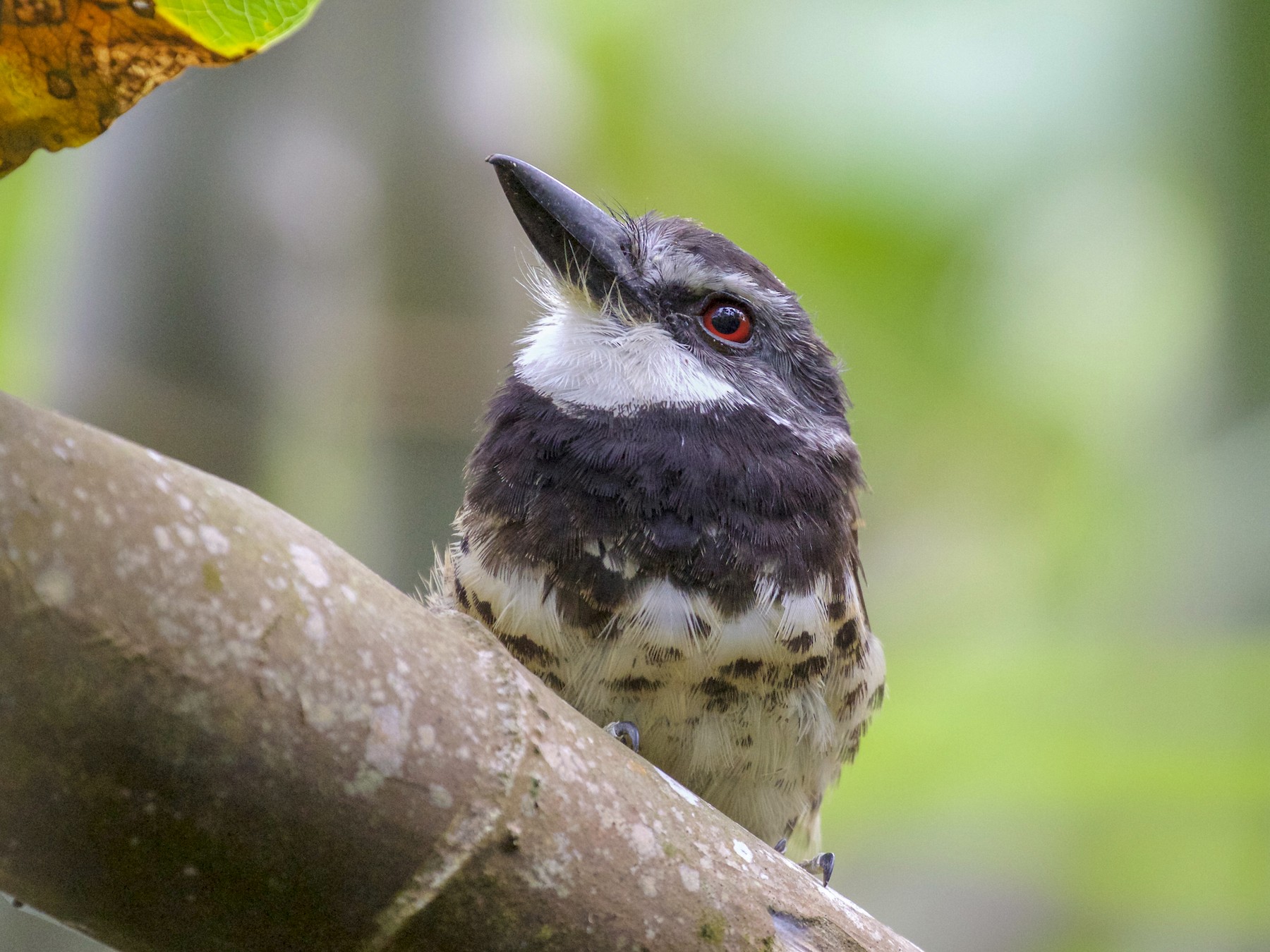 Sooty-capped Puffbird - eBird