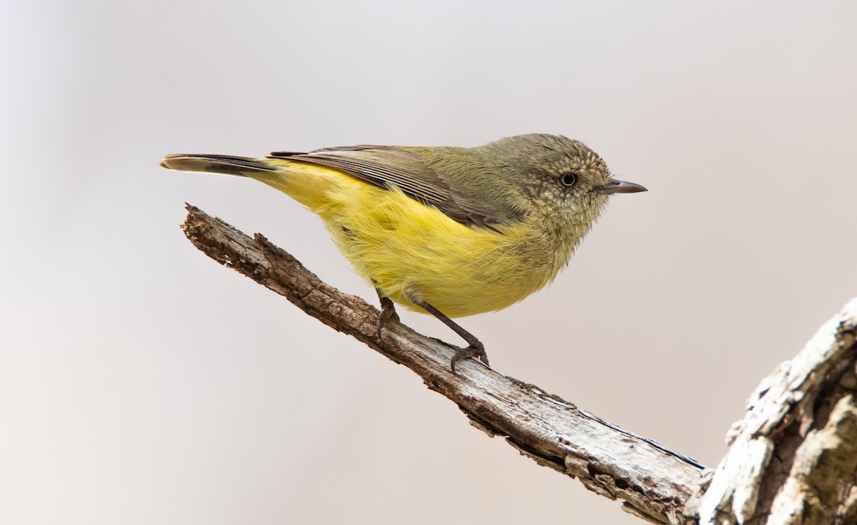 Buff-rumped Thornbill - Acanthiza reguloides - Media Search - Macaulay ...