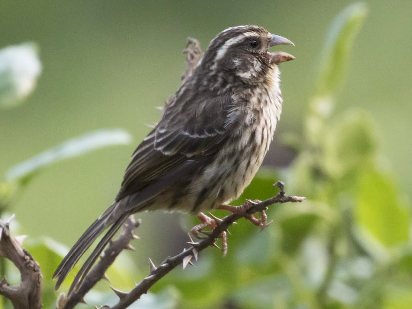 Streaky Seedeater - eBird
