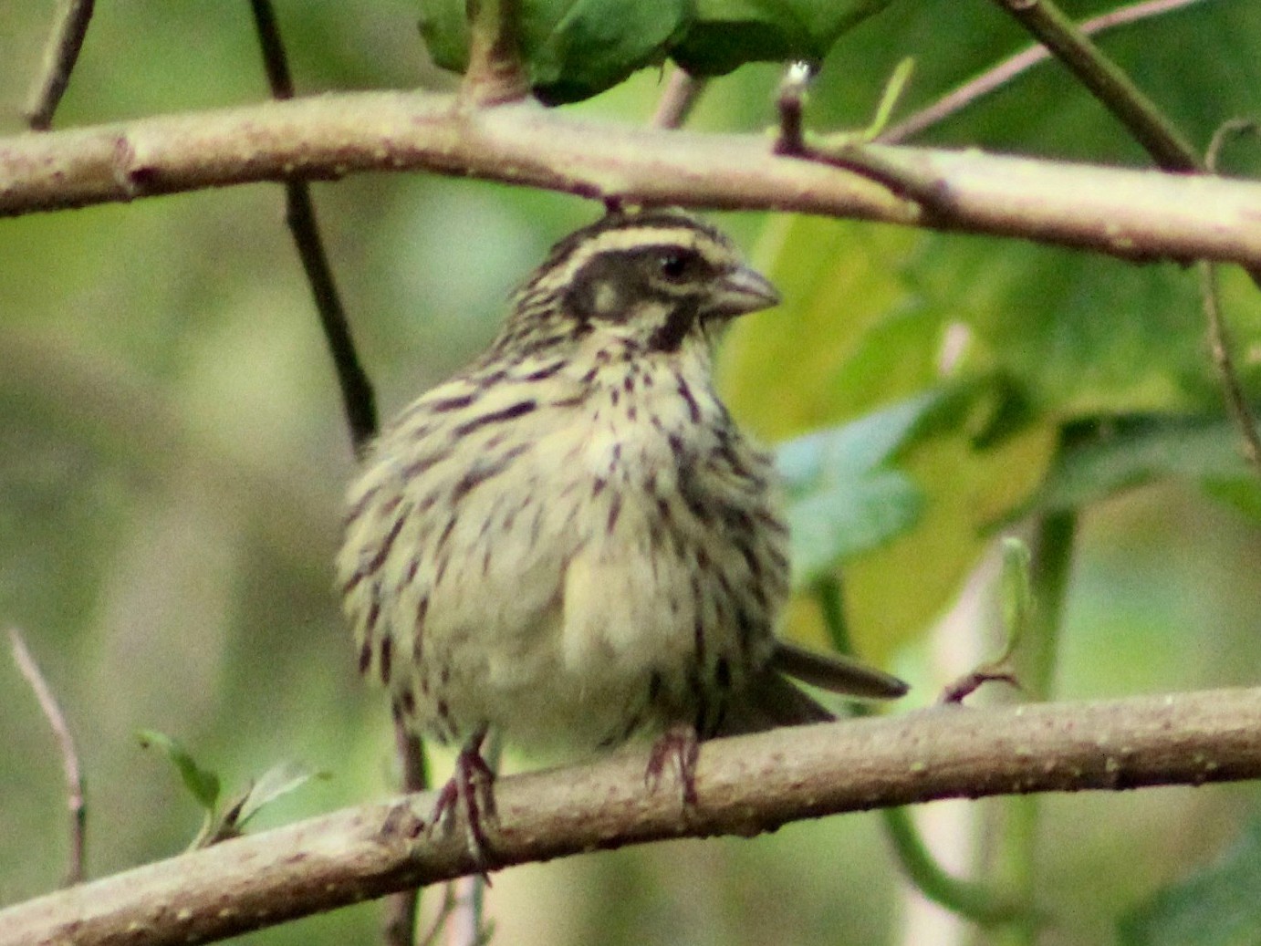 Streaky Seedeater - eBird