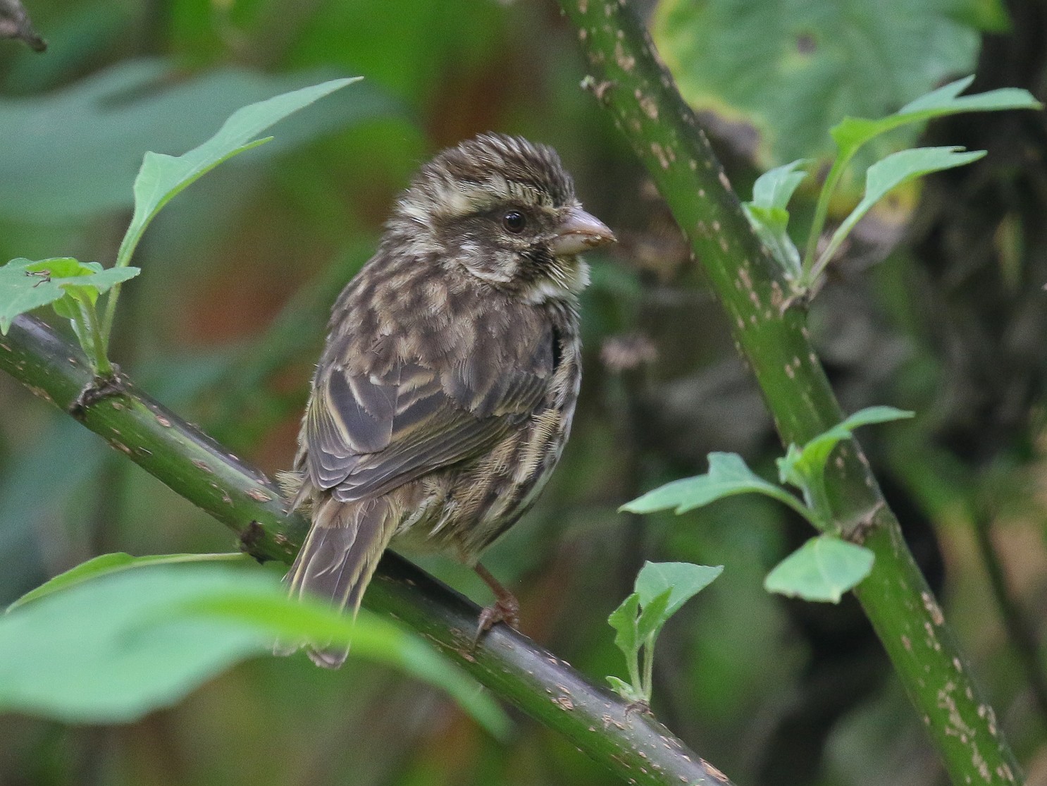 Streaky Seedeater - eBird