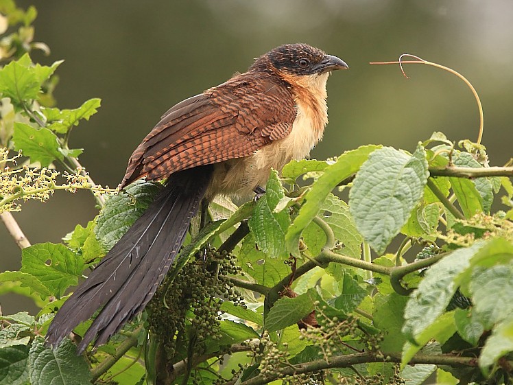 Blue-headed Coucal - eBird