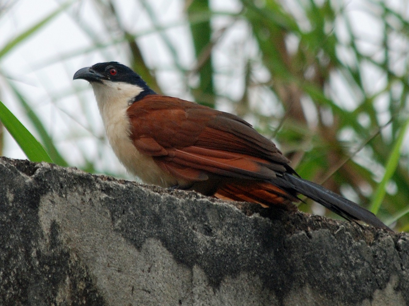 Blue-headed Coucal - eBird