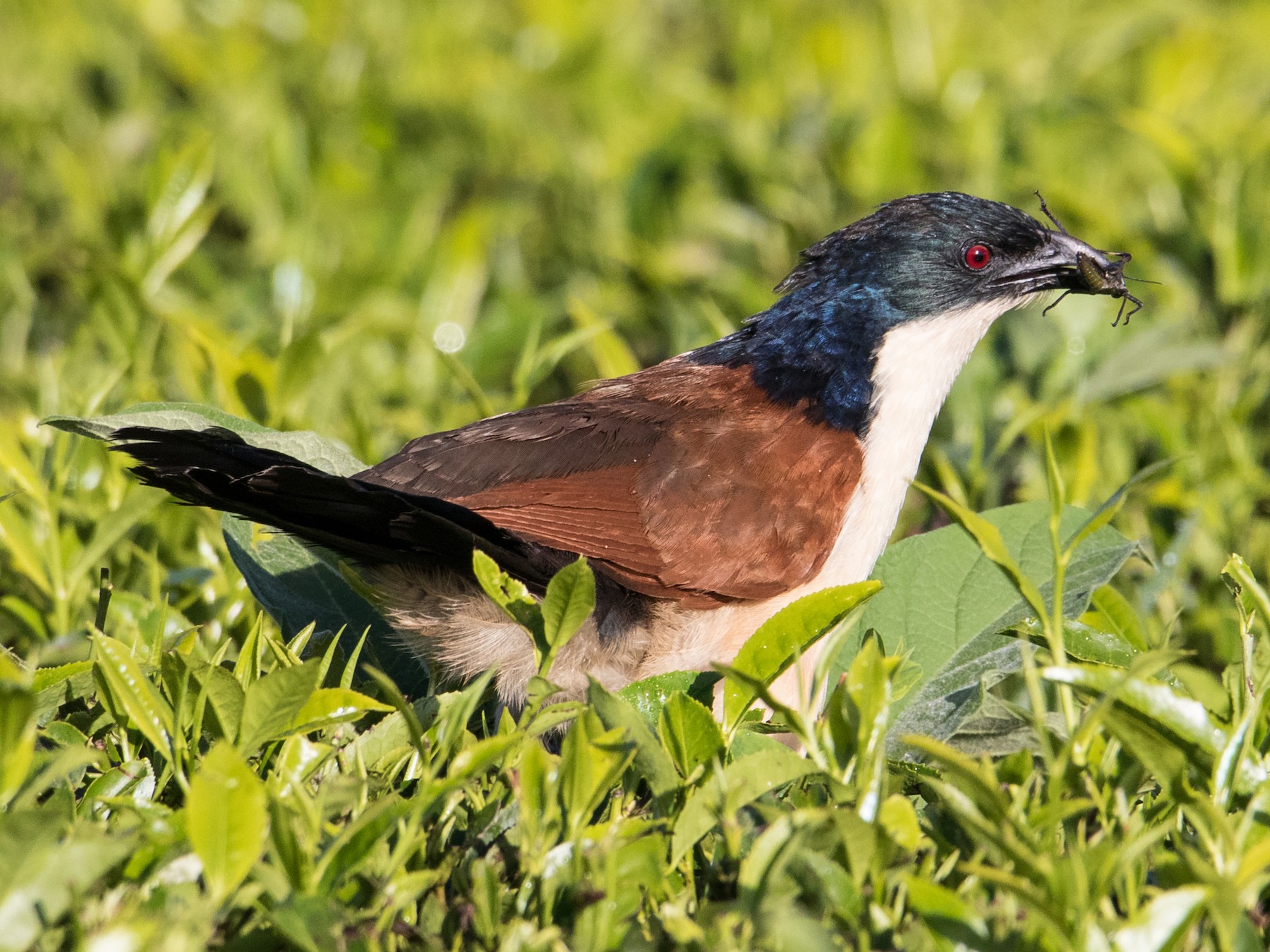 Blue-headed Coucal - eBird