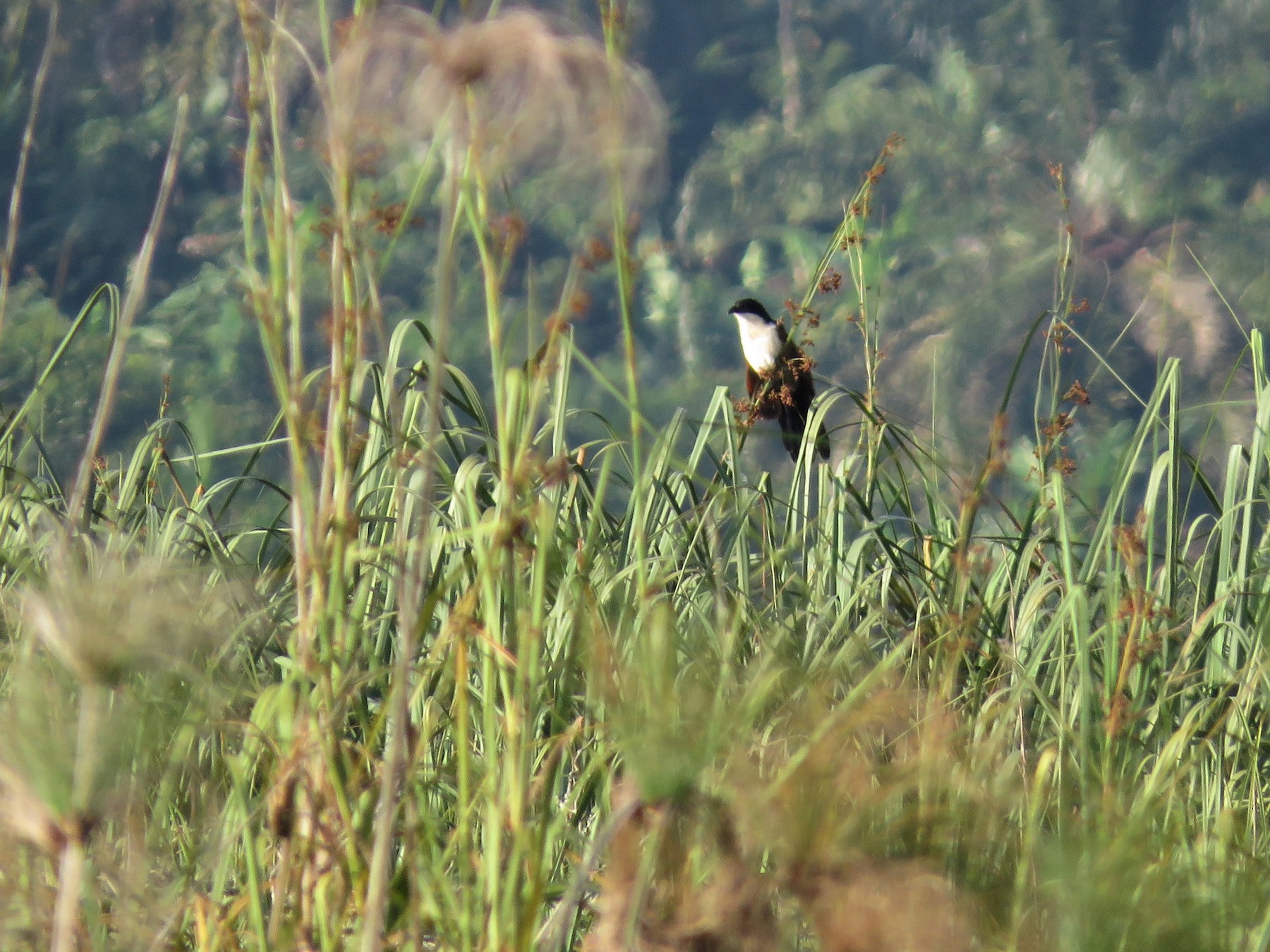 Blue-headed Coucal - eBird