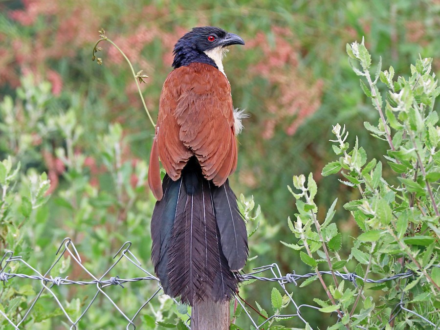Blue-headed Coucal - eBird
