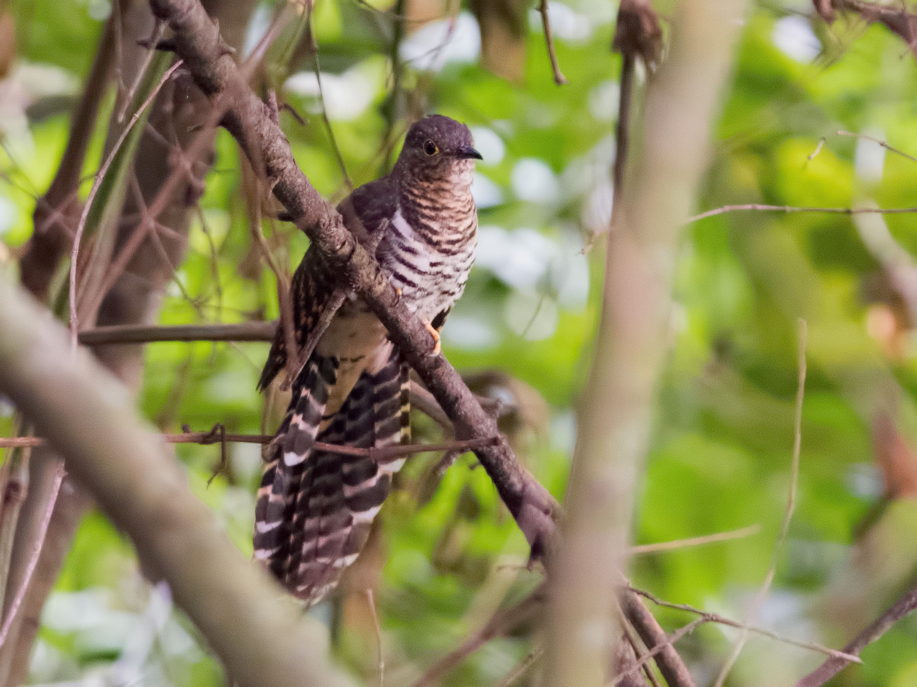 Barred Long-tailed Cuckoo - eBird