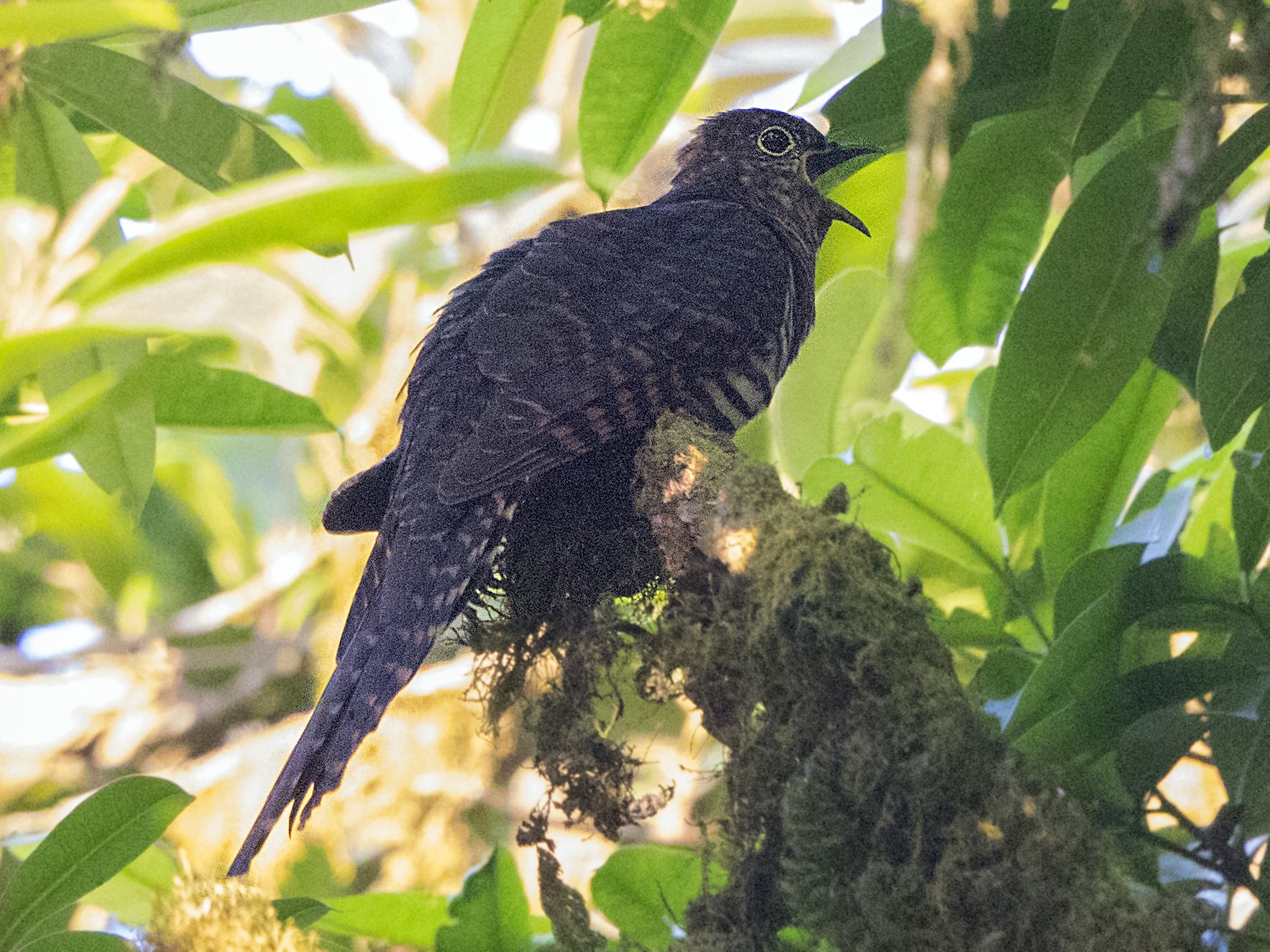 Barred Long-tailed Cuckoo - eBird