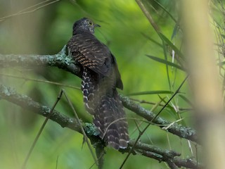 Barred Long-tailed Cuckoo - eBird