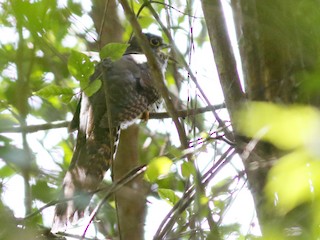 Barred Long-tailed Cuckoo - eBird