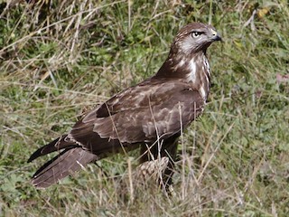 Mountain Buzzard - eBird